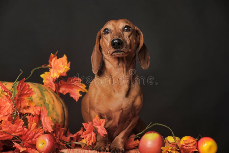 Chiot De Teckel Sur Le Fond Brun Image stock - Image du pedigree ...