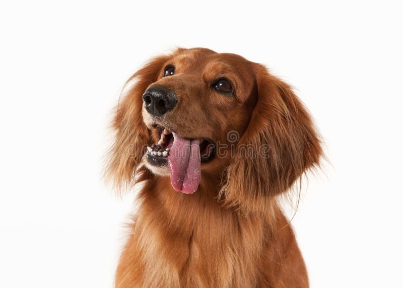 Portrait De Teckel Brun Sur Le Fond Blanc Image stock - Image du orange ...