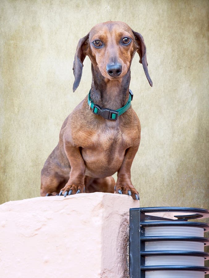 Teckel dog stock photo. Image of teckelred, loveli, mammal - 39955526