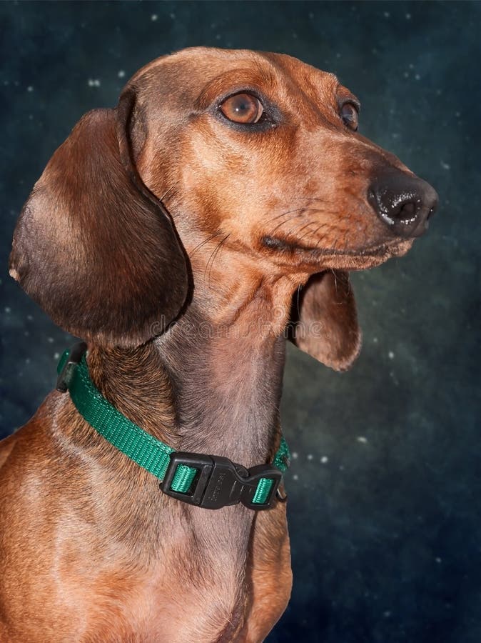 Teckel dog stock photo. Image of teckel, animal, loveli - 40381890