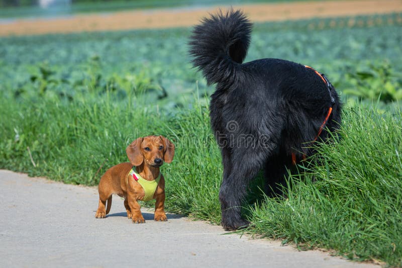 Teckel Dog Stands beside a Tall Dog Stock Photo - Image of cute ...