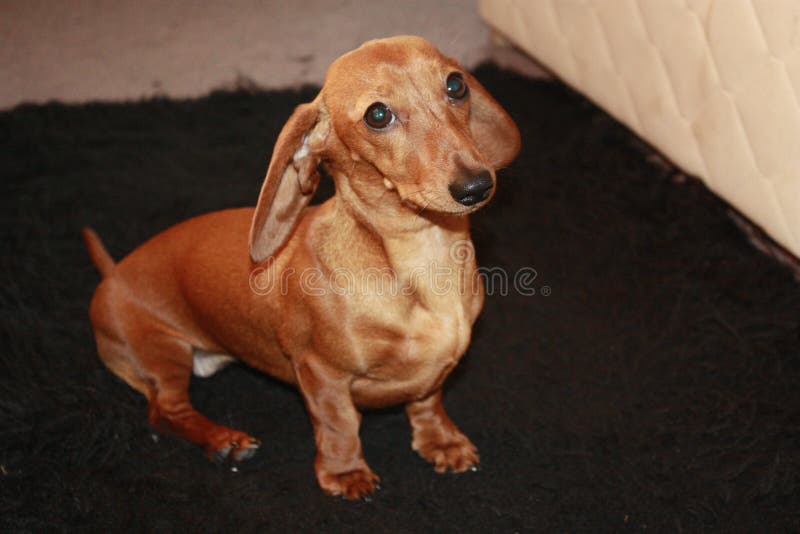 Teckel miniature photo stock. Image du pedigree, teckel - 121493026