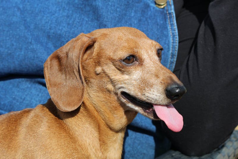 Teckel miniature photo stock. Image of exercice, crabot - 121591032