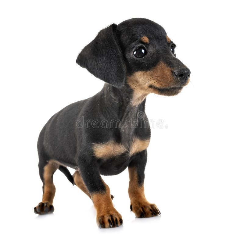 Teckel miniature de chiot photo stock. Image of isolement - 140990030