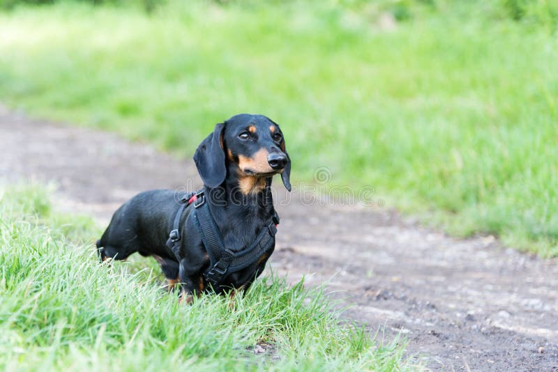 Chiots Miniatures De Teckel Sur La Couverture Blanche Pelucheuse Photo ...