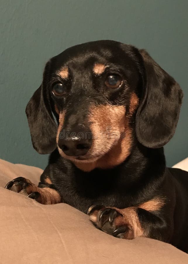 Teckel noir photo stock. Image du longtemps, déterminé - 132798362