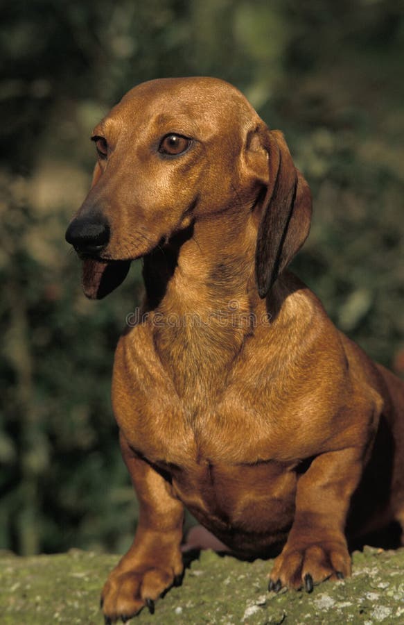 Smooth-Haired Dachshund Dog Pet Stock Photo - Image of sitting, outdoor ...