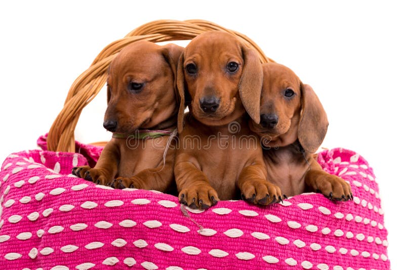 Beautiful Dog Teckel Smiling Stock Image - Image of breed, dachshund ...