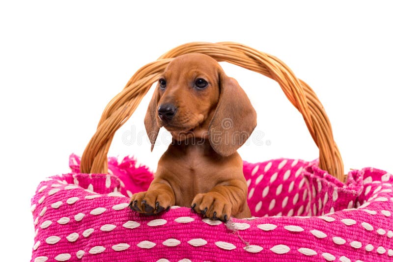 Beautiful Dog Teckel Smiling Stock Image - Image of breed, dachshund ...