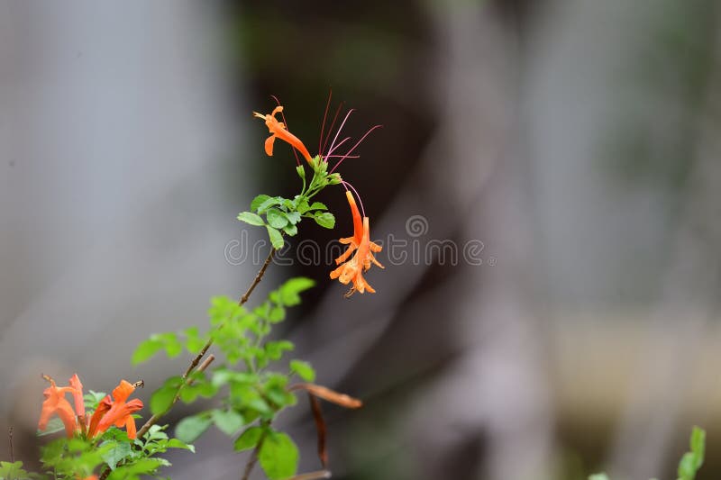 Tecoma capensis stock image. Image of plant, flowering - 274567215