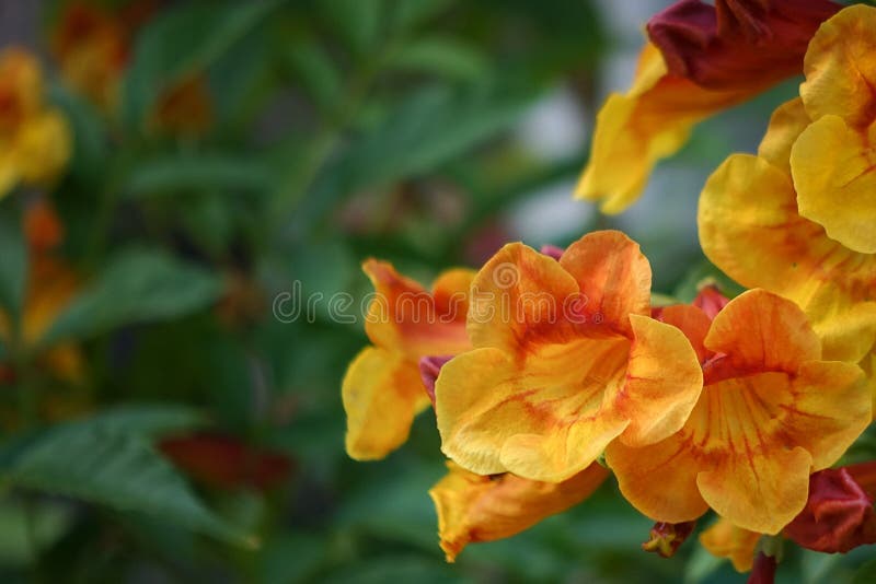 Tecoma `Orange Jubilee`, Orange Jubilee Esperanza, Orangebells Stock ...