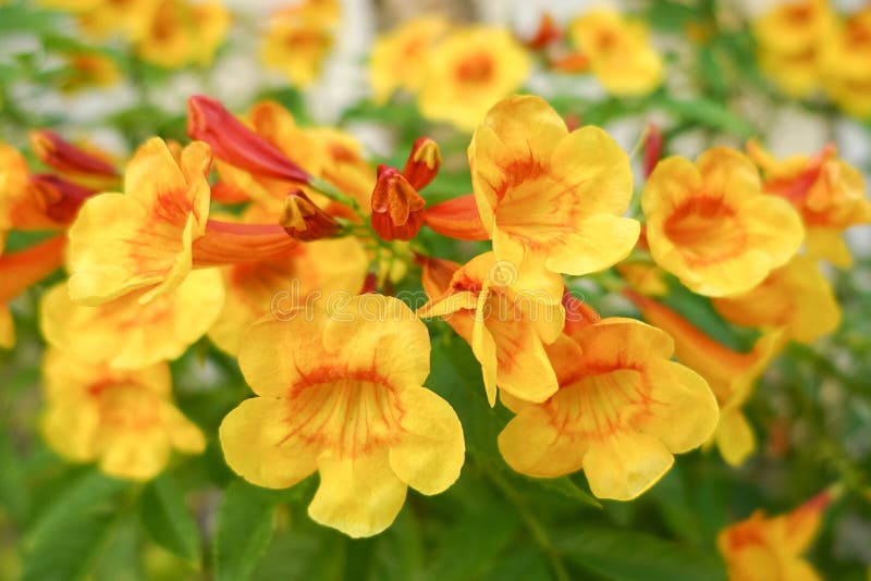 Tecoma `Orange Jubilee`, Orange Jubilee Esperanza, Orangebells Stock ...