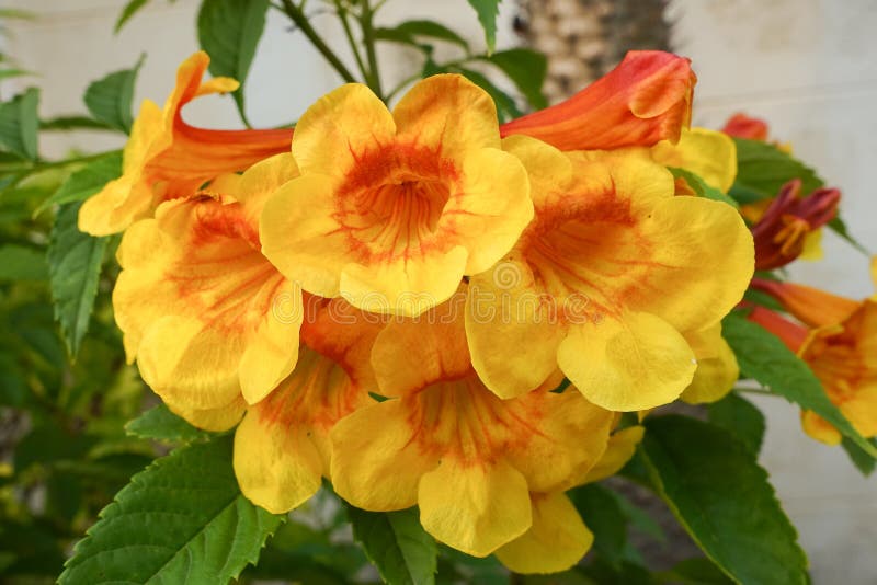 Tecoma `Orange Jubilee`, Orange Jubilee Esperanza, Orangebells Stock ...
