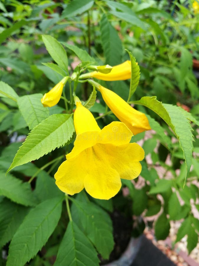 Tecoma stans stock photo. Image of pretty, flowers, stans - 103213428