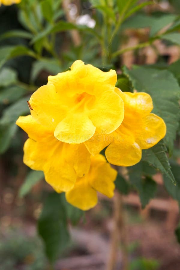 Tecoma stans flower stock image. Image of leaf, floral - 94542373