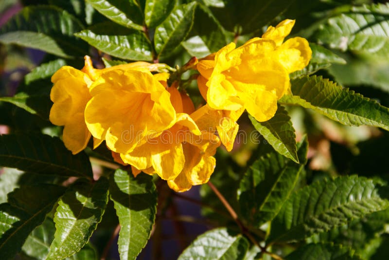 Tecoma Stans Flowers. Common Names Include Yellow Trumpetbush, Yellow ...