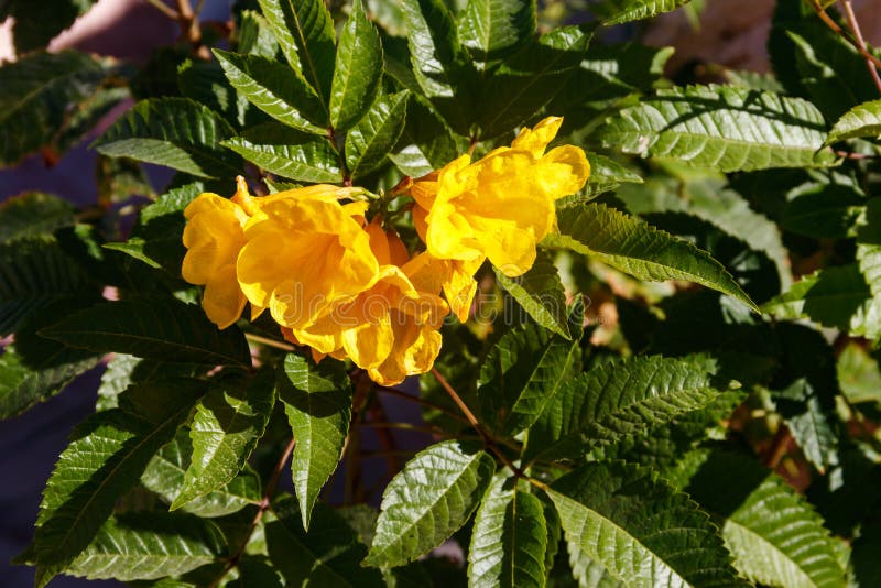 Tecoma Stans Flowers. Common Names Include Yellow Trumpetbush, Yellow ...