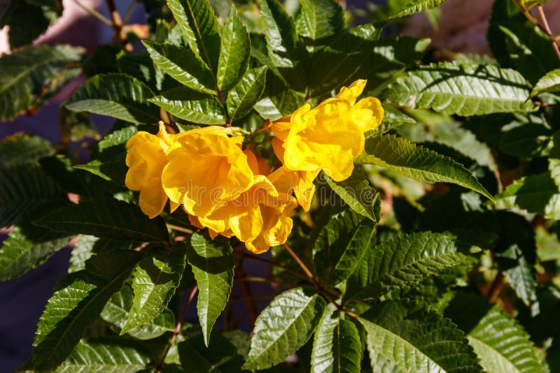 Tecoma Stans Flowers. Common Names Include Yellow Trumpetbush, Yellow ...