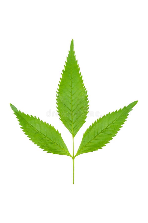 Isolated Tecoma Stans Tree, the Golden Yellow Trumpet Vine Flower ...