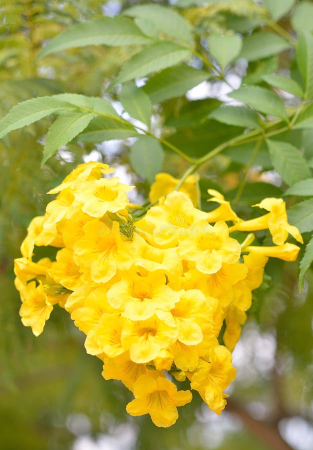 Tecoma stans,Yellow elde stock image. Image of botanical - 35687189