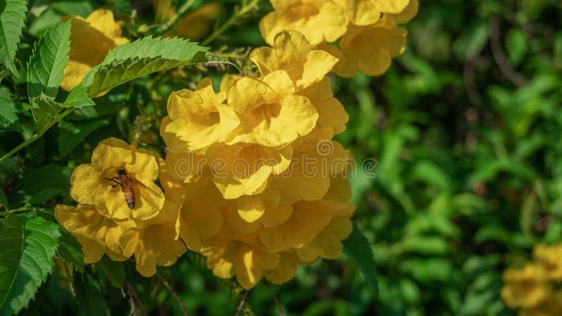 A Close-up of Yellow Tecoma Stans in the Garden with Blurred Green ...