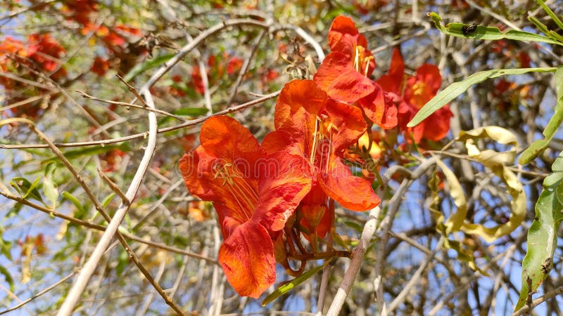 Tecomella Undulata Rohida Blossoming Flowers on the Tree Branches Stock ...