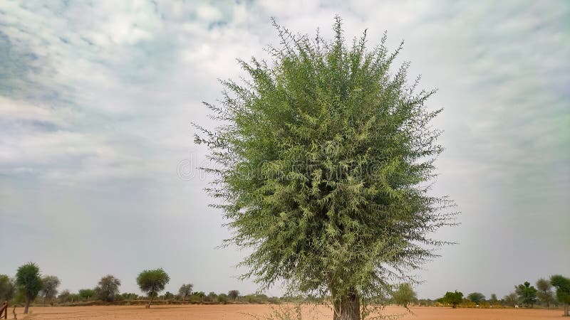 Rohida Stock Photos - Free & Royalty-Free Stock Photos from Dreamstime