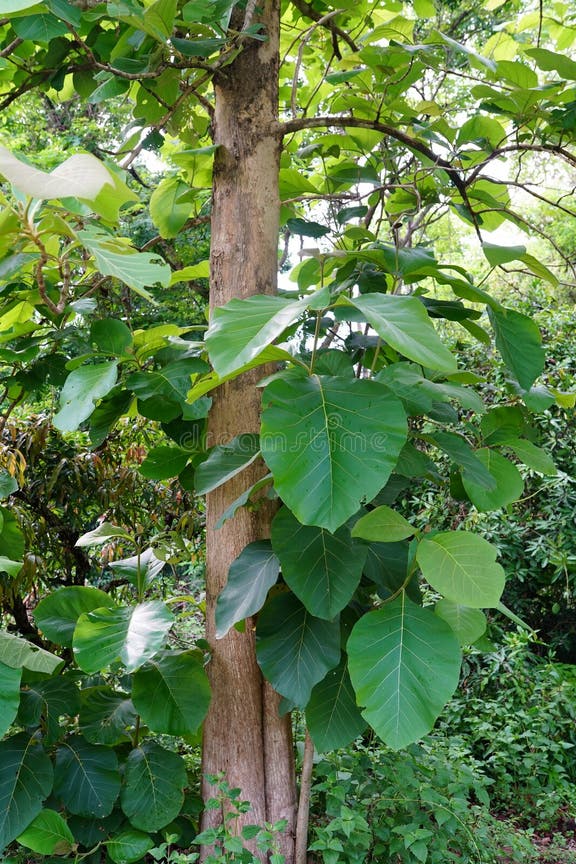 Tectona Grandis is a Large Deciduous Tree in Summer Stock Photo - Image ...