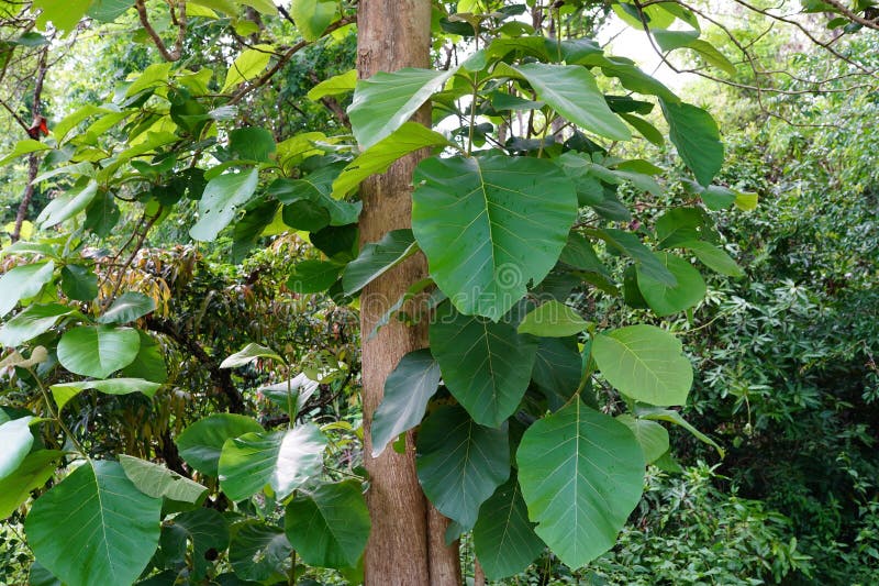 Tectona Grandis is a Large Deciduous Tree in Summer Stock Photo - Image ...
