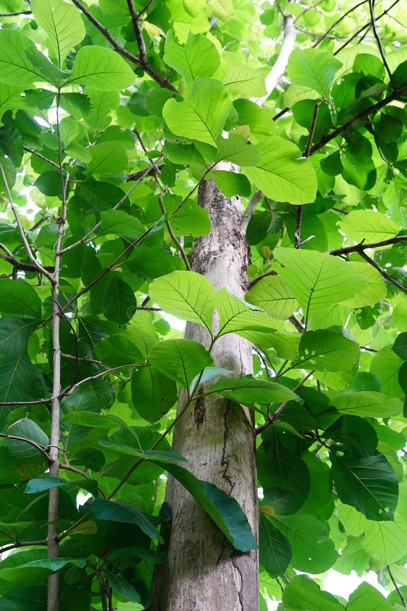 Tectona Grandis is a Large Deciduous Tree in Summer Stock Photo - Image ...