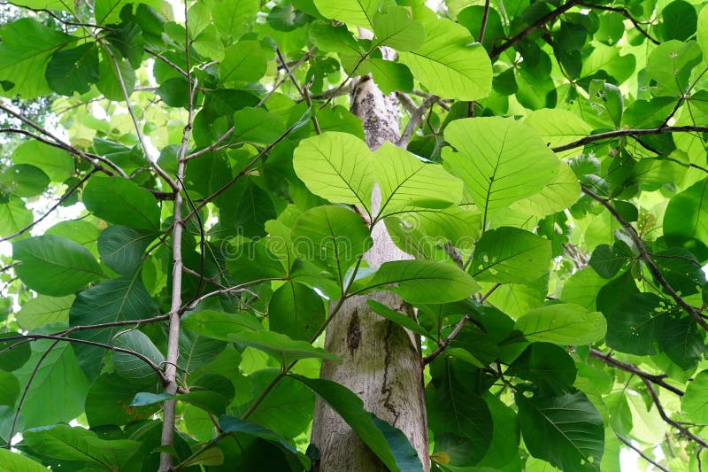 Tectona Grandis is a Large Deciduous Tree in Summer Stock Photo - Image ...