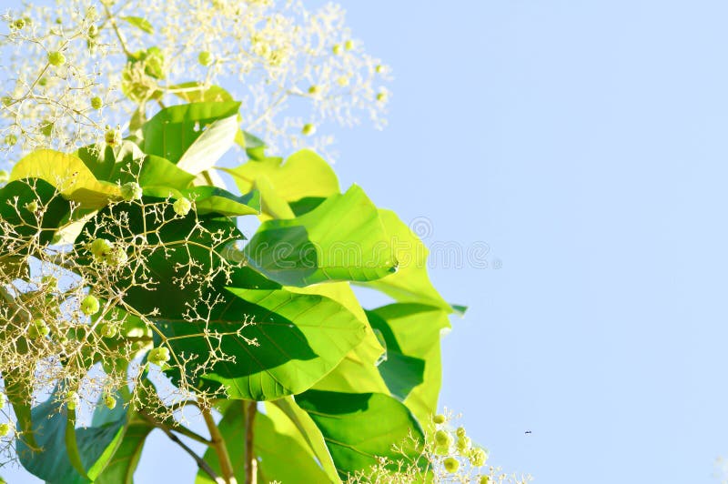 Tectona Grandis, Teak or LAMIACEAE or Teak Plant or Teak Seed Teak and ...