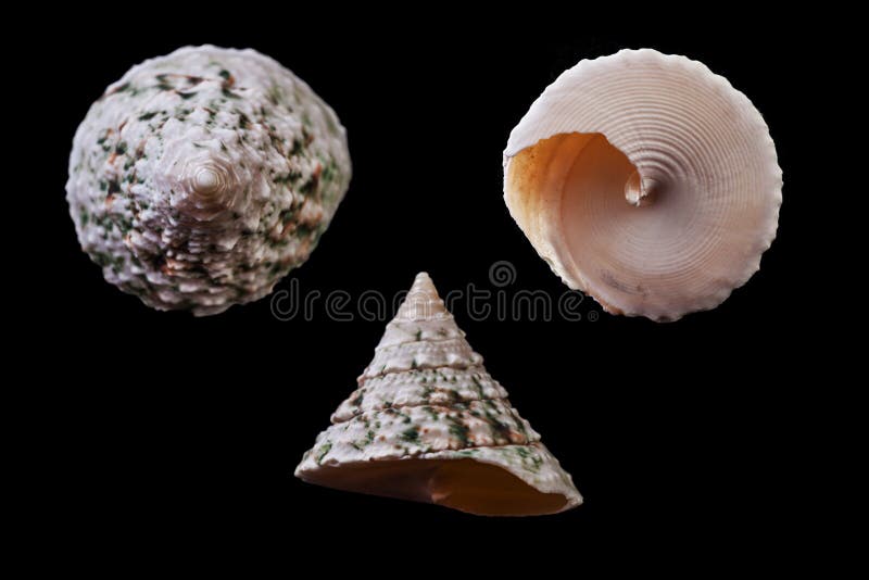 154 Tectus Stock Photos - Free & Royalty-Free Stock Photos from Dreamstime