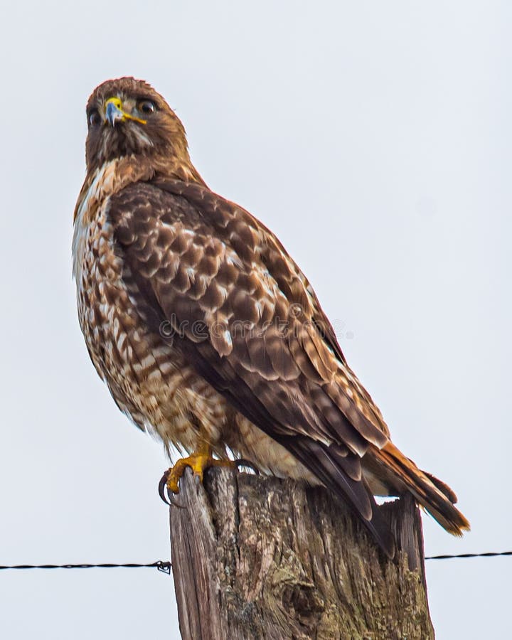 Ted Tailed Hunter stock photo. Image of wasco, hawk - 302706740
