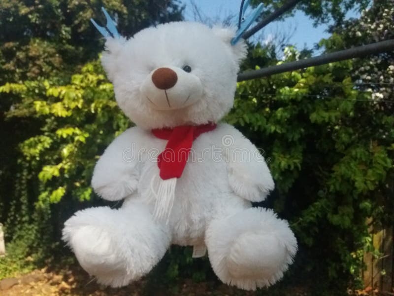 Teddy on the backyard stock image. Image of teddy, drying - 100378637