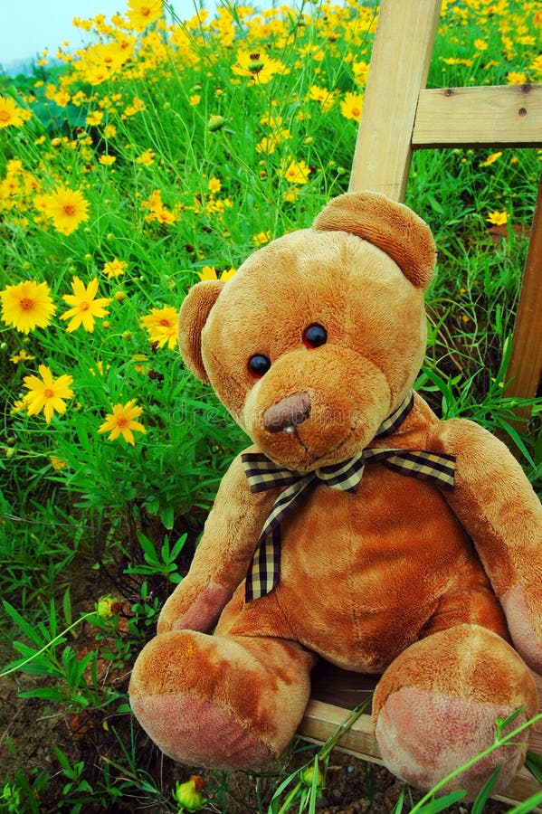 Teddy stock photo. Image of lovely, summer, nature, wake - 840112