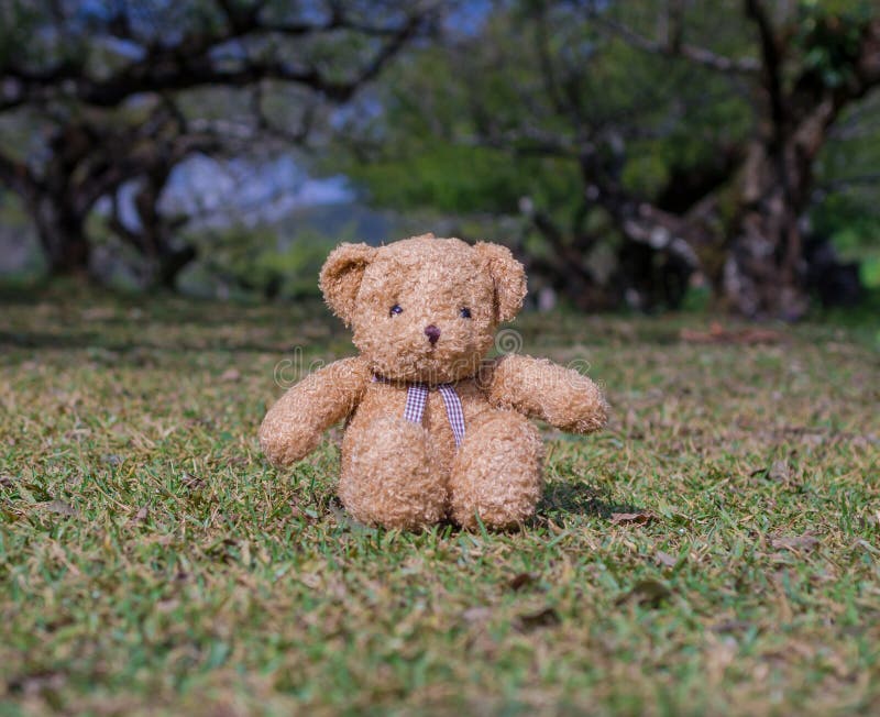 TEDDY BEAR Brown Color Sitting on Grass Stock Image - Image of cute ...