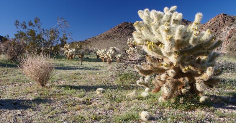 Teddy Bear Cactus stock image. Image of plants, cholla - 4534185