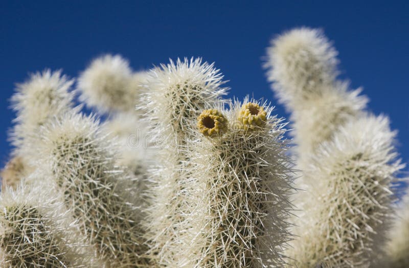 Teddy Bear Cactus Picture. Image: 4538488