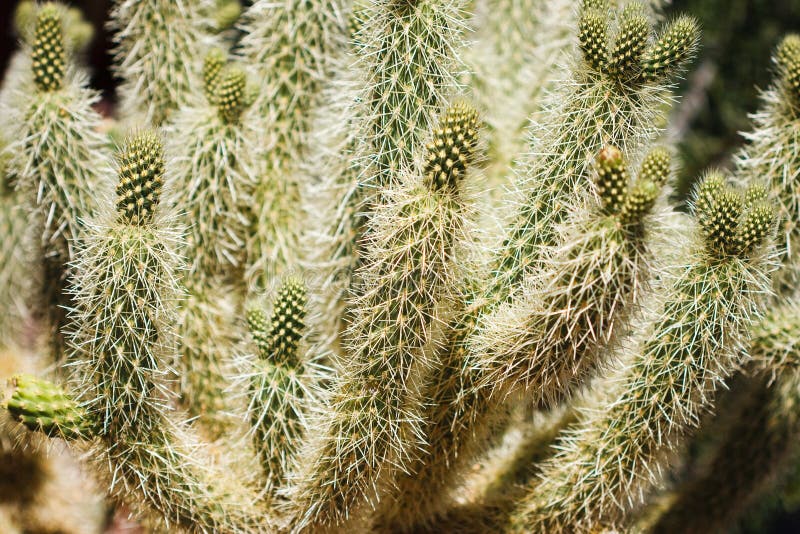 Teddy Bear Cholla Cactus stock image. Image of plants - 14463399