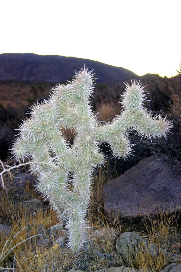 USA, Arizona: Teddy-bear Cholla Cactus Stock Photo - Image of bear ...