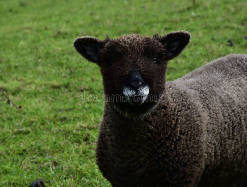 Teddy Bear Face on a Brown Sheep in a Field Stock Image - Image of wool ...