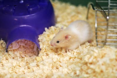 Teddy bear hamster stock photo. Image of hamster, rodent - 1302096