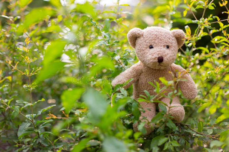 Teddy Bear in the leaf stock photo. Image of leaves, waiting - 52041212