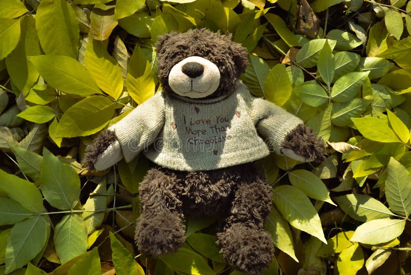 Teddy Bear Lies on Fresh Fallen Autumn Leaves Stock Image - Image of ...
