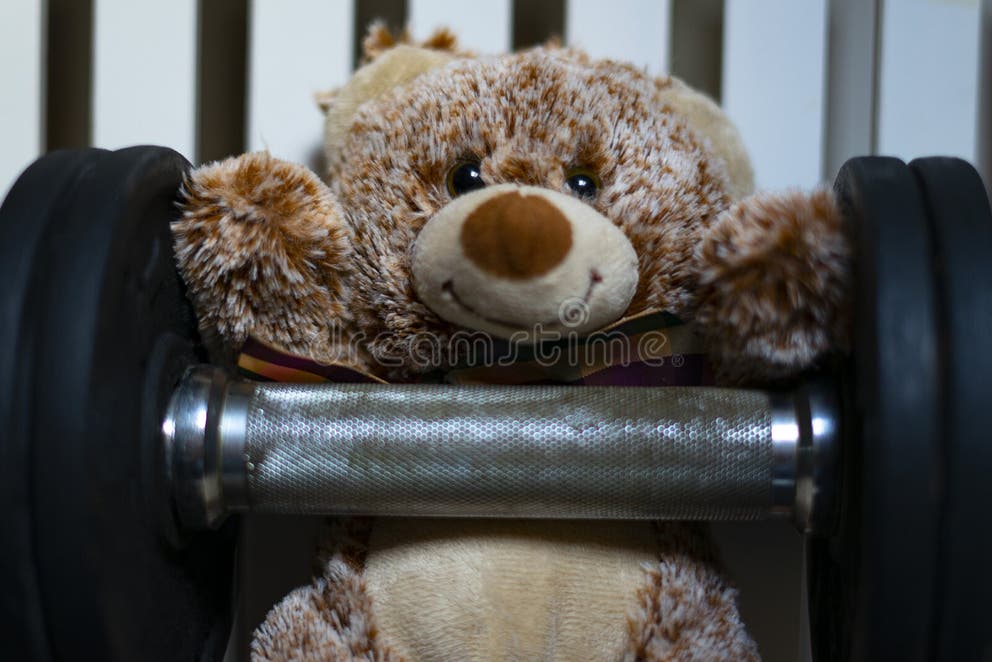 Teddy Bear Lifting a Dumbbell Stock Image - Image of dumbdell, concept ...