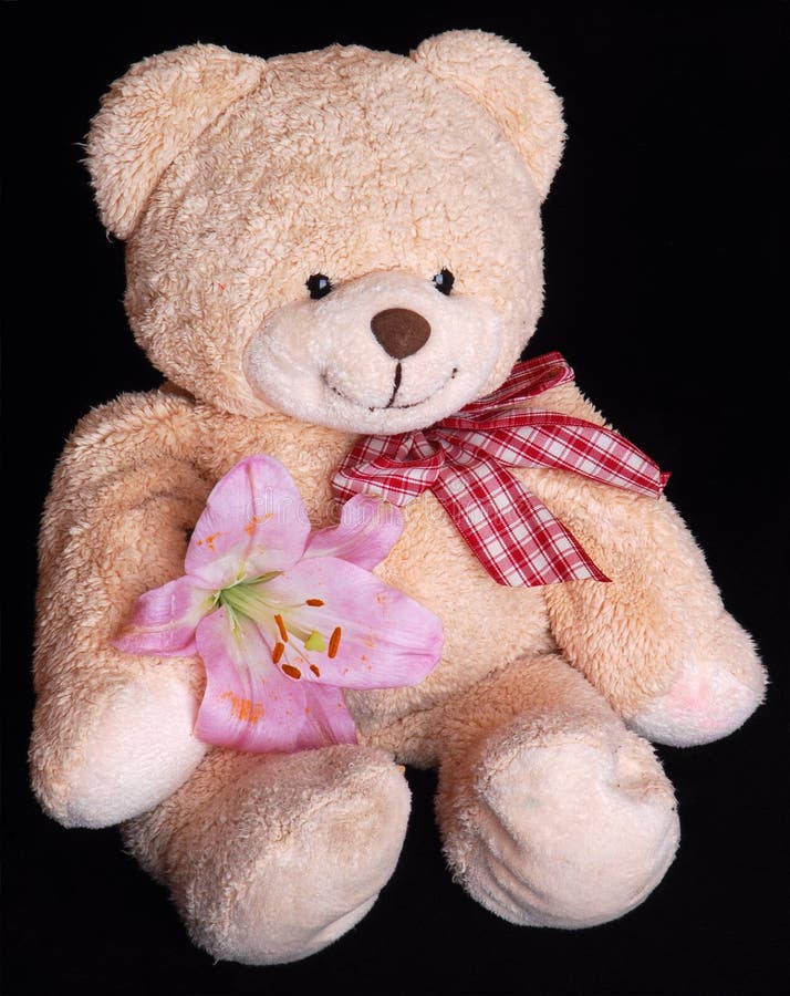 Teddy Bear with Lily Flower Stock Photo - Image of studio, smiling ...