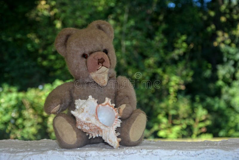 Teddy bear with seashell stock image. Image of life, conch - 77046509