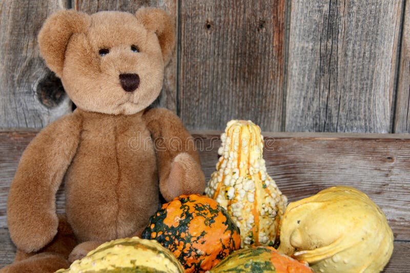 Teddy and Gourds stock image. Image of pumpkin, colorful - 229858169