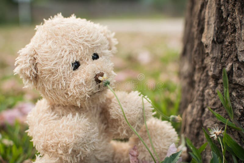 Bear smelling flower stock image. Image of cottonsedge - 122469475